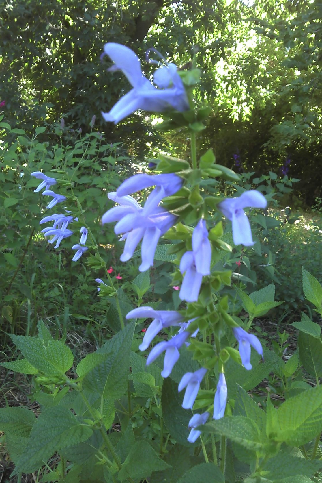 Salvia guaranítica Argentina skies – PuraSalvia
