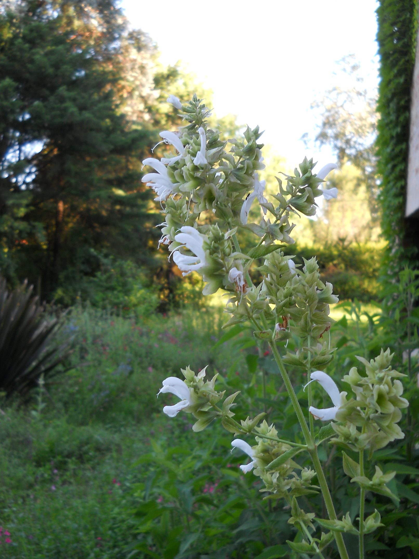 Salvia canariensis alba – PuraSalvia