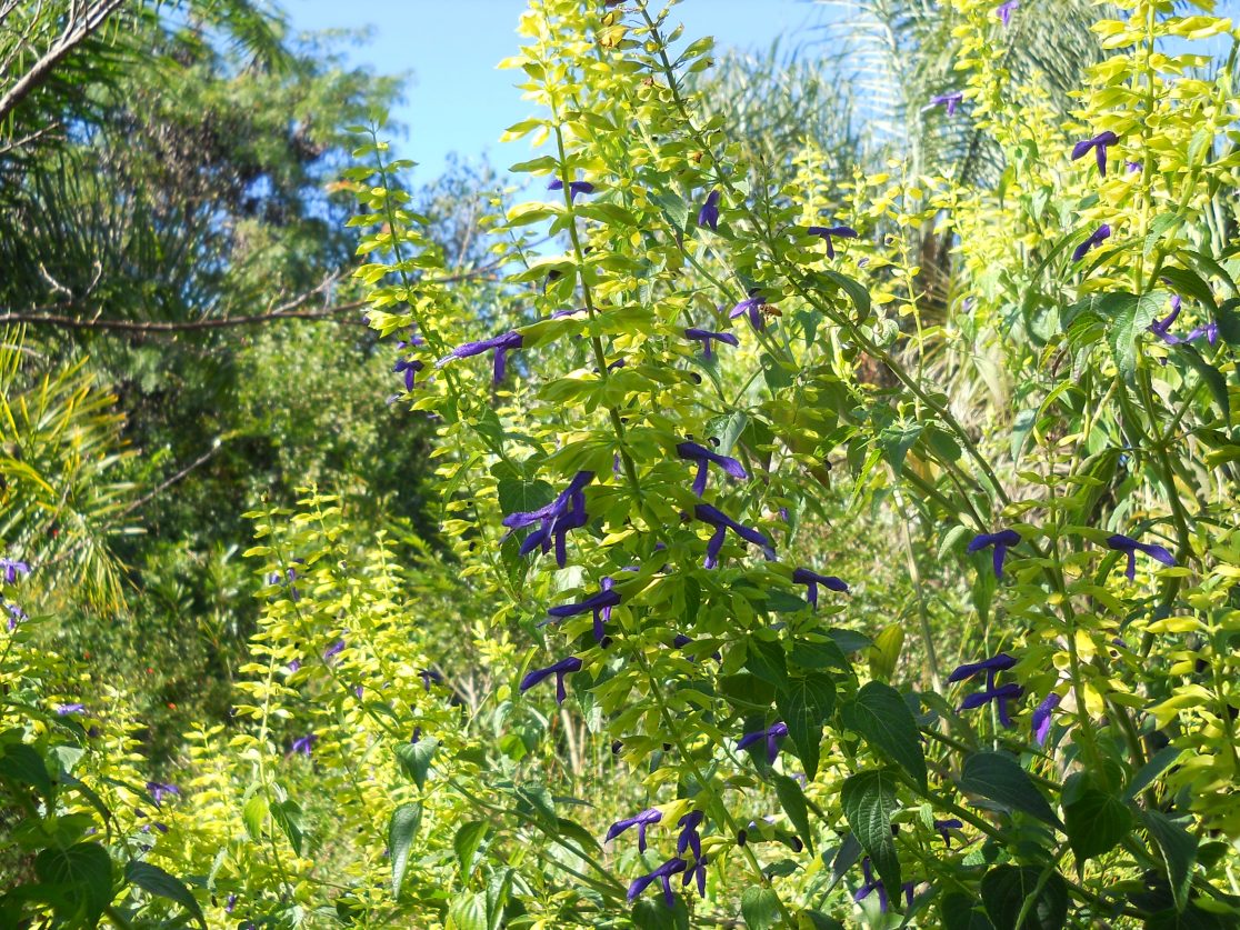Salvia Mexicana limelight – PuraSalvia