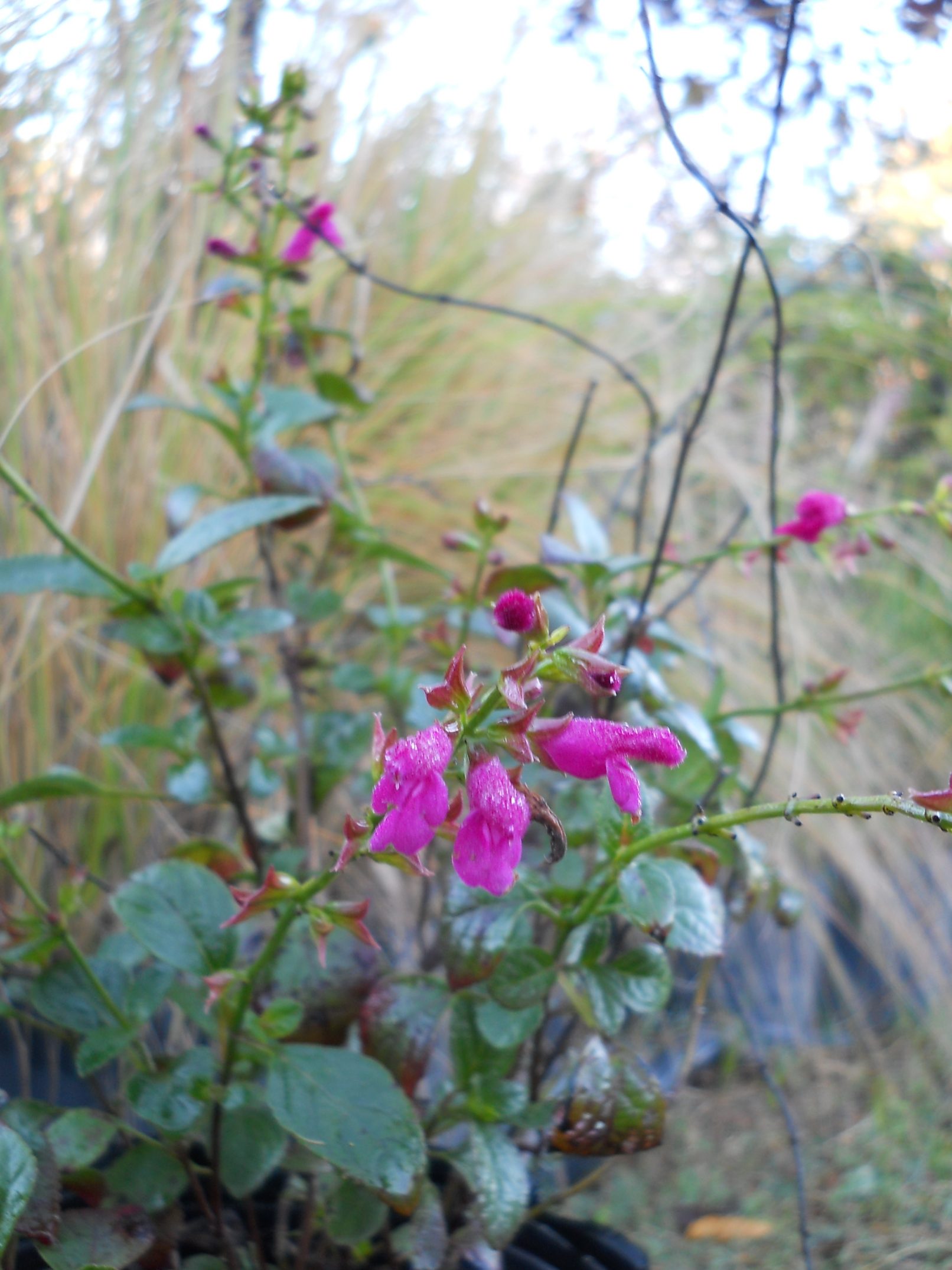 Salvia Chiapensis – PuraSalvia