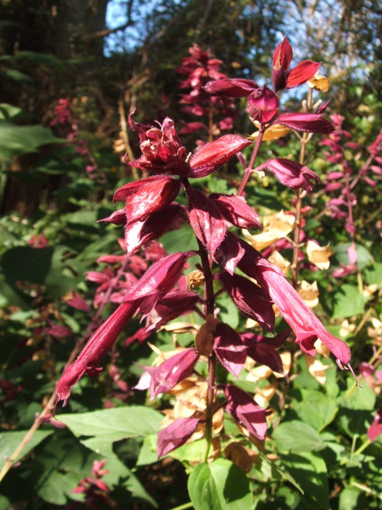 Salvia Van Houttei burgundy – PuraSalvia