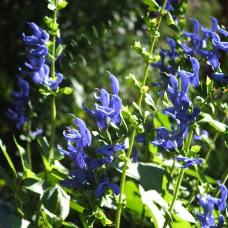 Salvia guaranítica Blue enigma – PuraSalvia