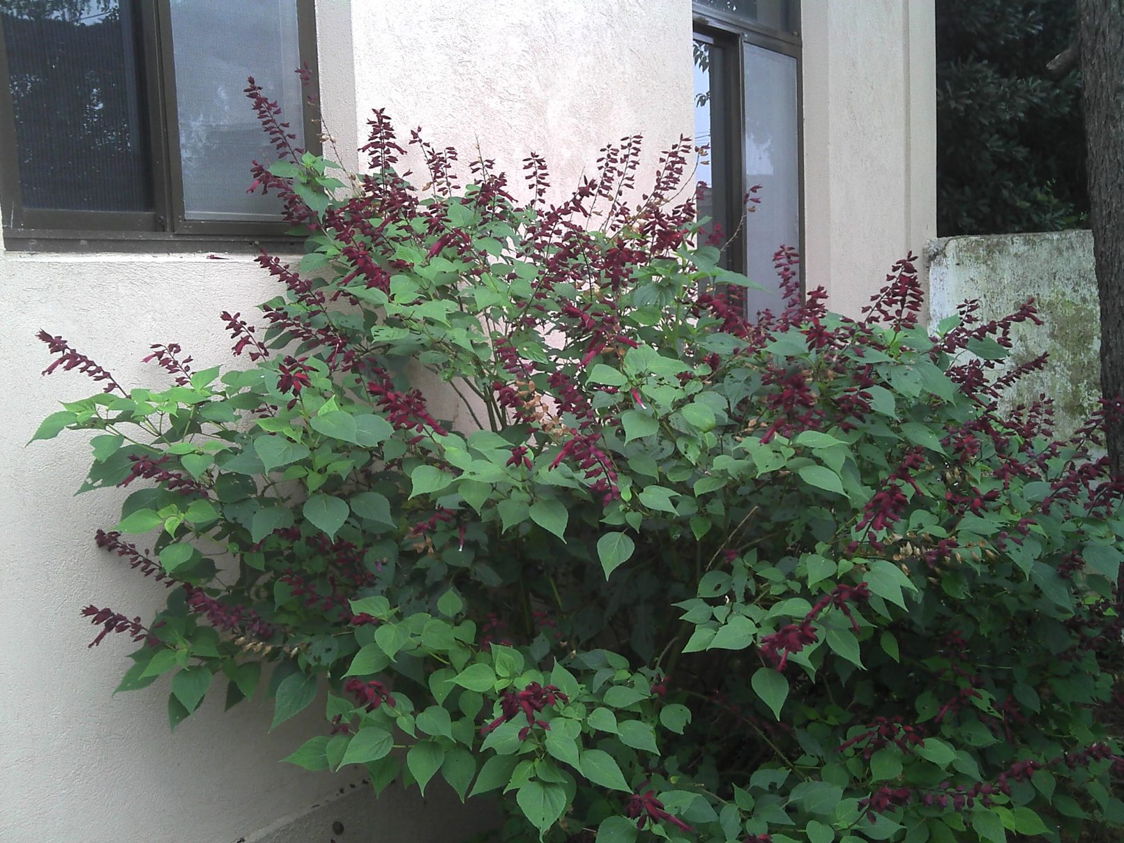 Salvia Van Houttei burgundy – PuraSalvia