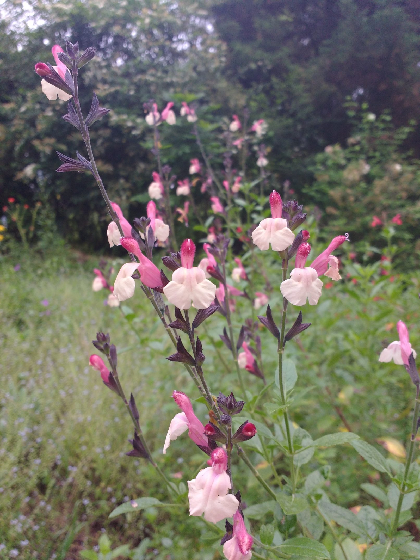 Salvia microphylla Sweet Laura – PuraSalvia